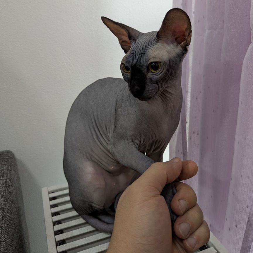 Канадский сфинкс котёнок