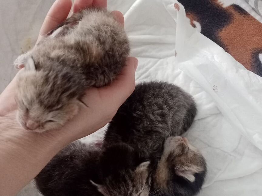 SOS умирают котята