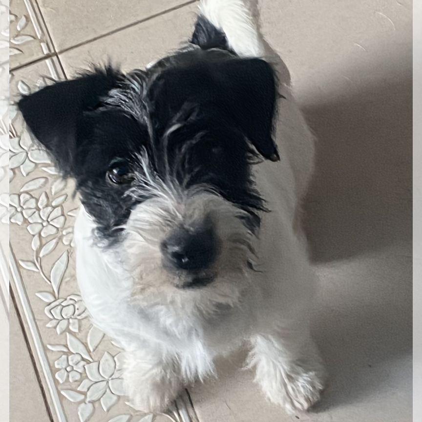 Джек-рассел-терьер, щенок