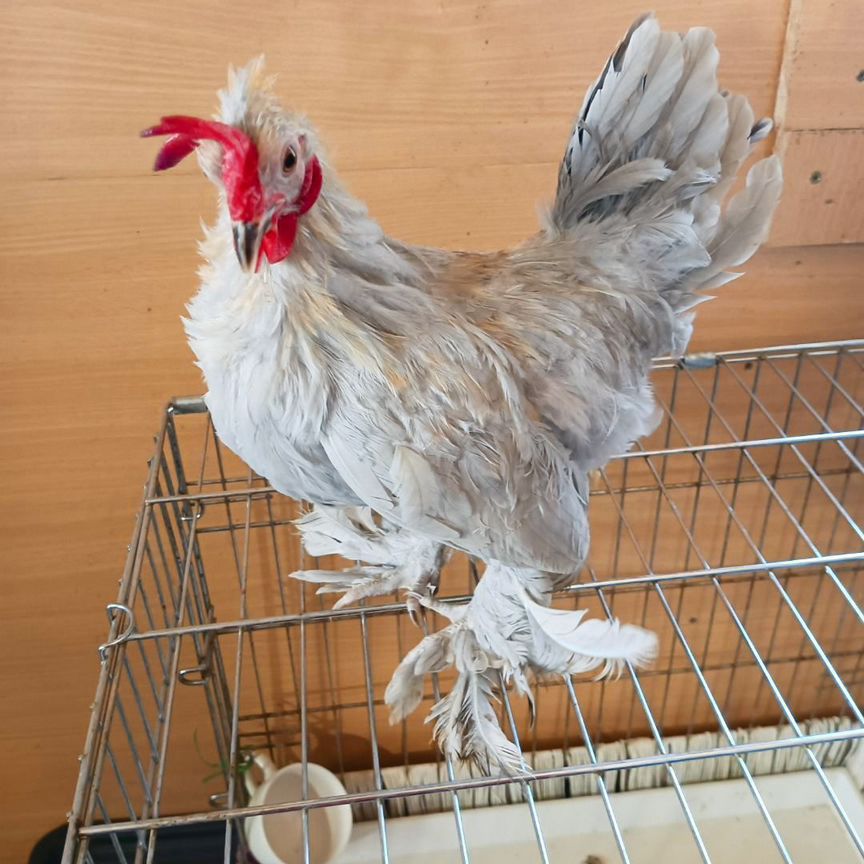 Петухи Мильфлеры