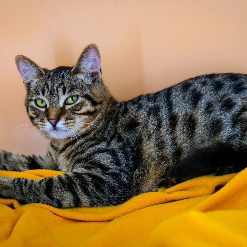 Котята в добрые руки бесплатно