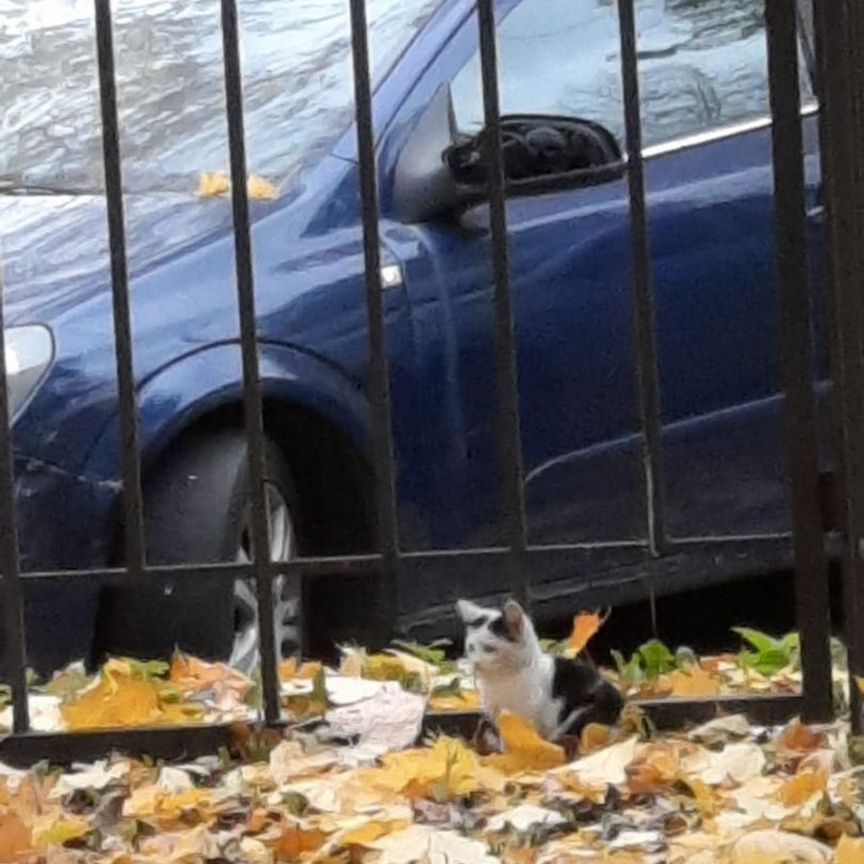 Котенок на улице