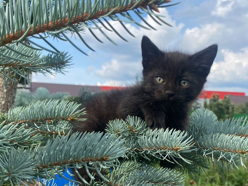 Коты - аристократы