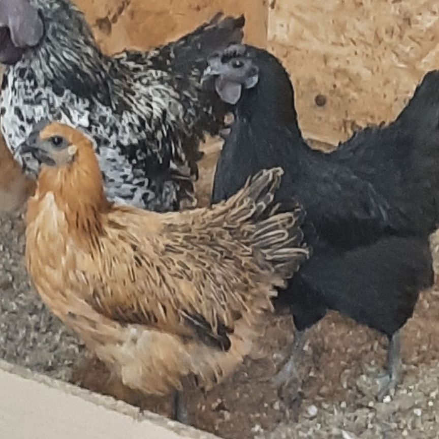 Лакеданзи, ухейилюй,амераукана курочки