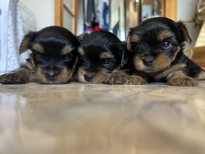 Йоркширский терьер щенки милашки