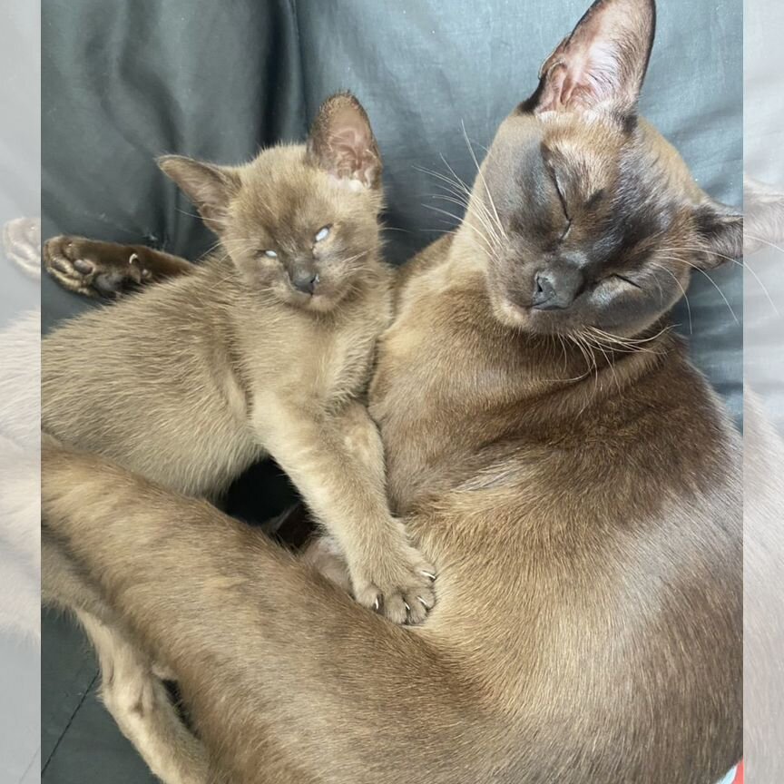 Котенок бурмы