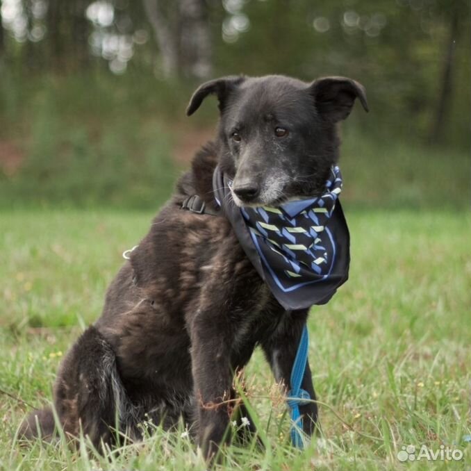 У Майки из приюта грустные глаза