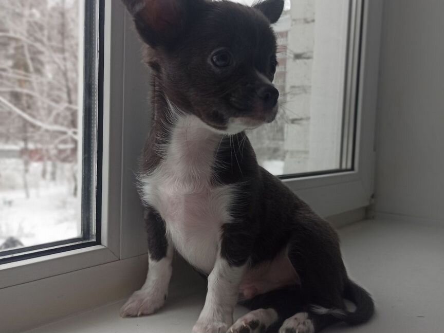 Чихуахуа 4 мес. кобель