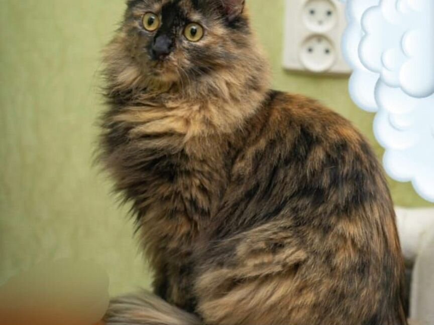 Сибирская, редкого окраса, стерелизованная