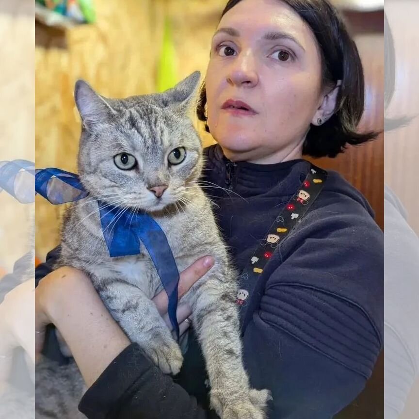 Взрослый кот в добрые руки