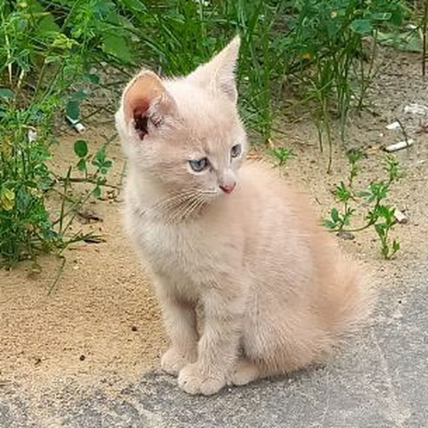 Котята в добрые руки бесплатно