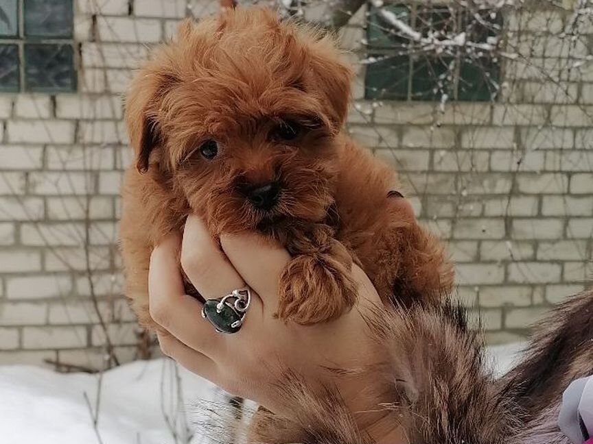 Щенки мальтипу f1 мини