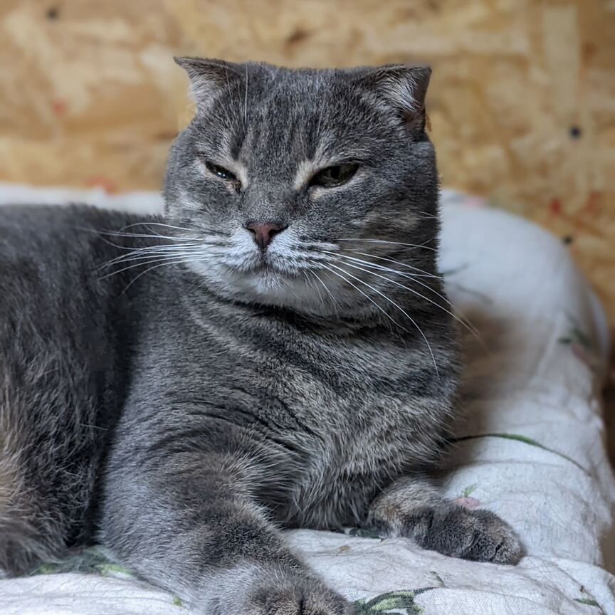 Кошка ищет дом
