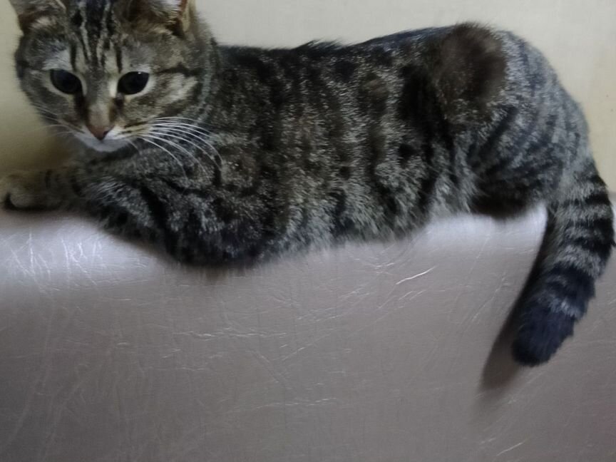 Кошка,1,5года стерилизована, умница