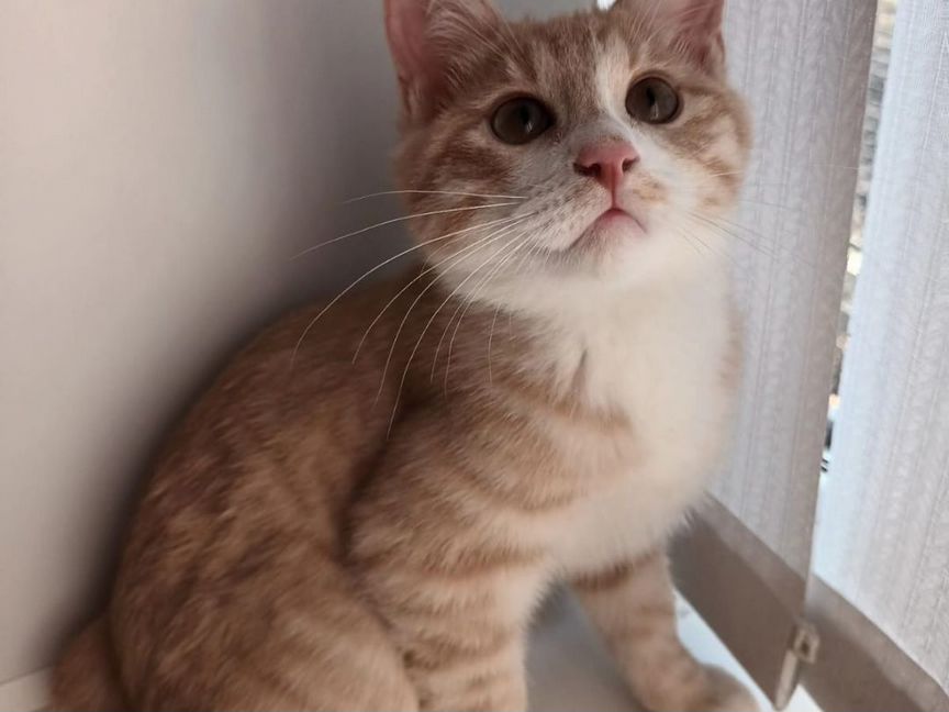 Котёнок Курильский Бобтейл