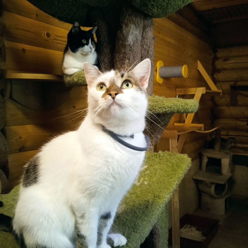 Ищем любящую семью для молодого кота Итана