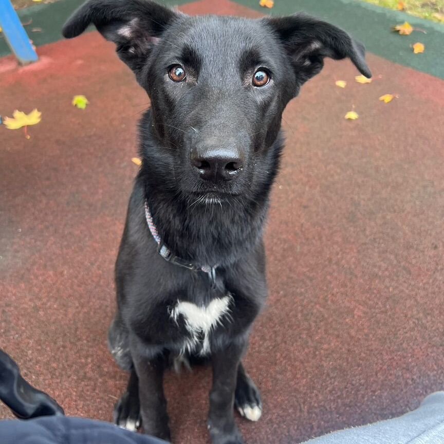 Найдена собака ЮЗАО зао