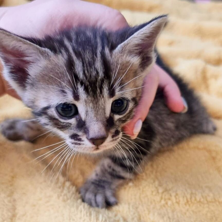 Котята