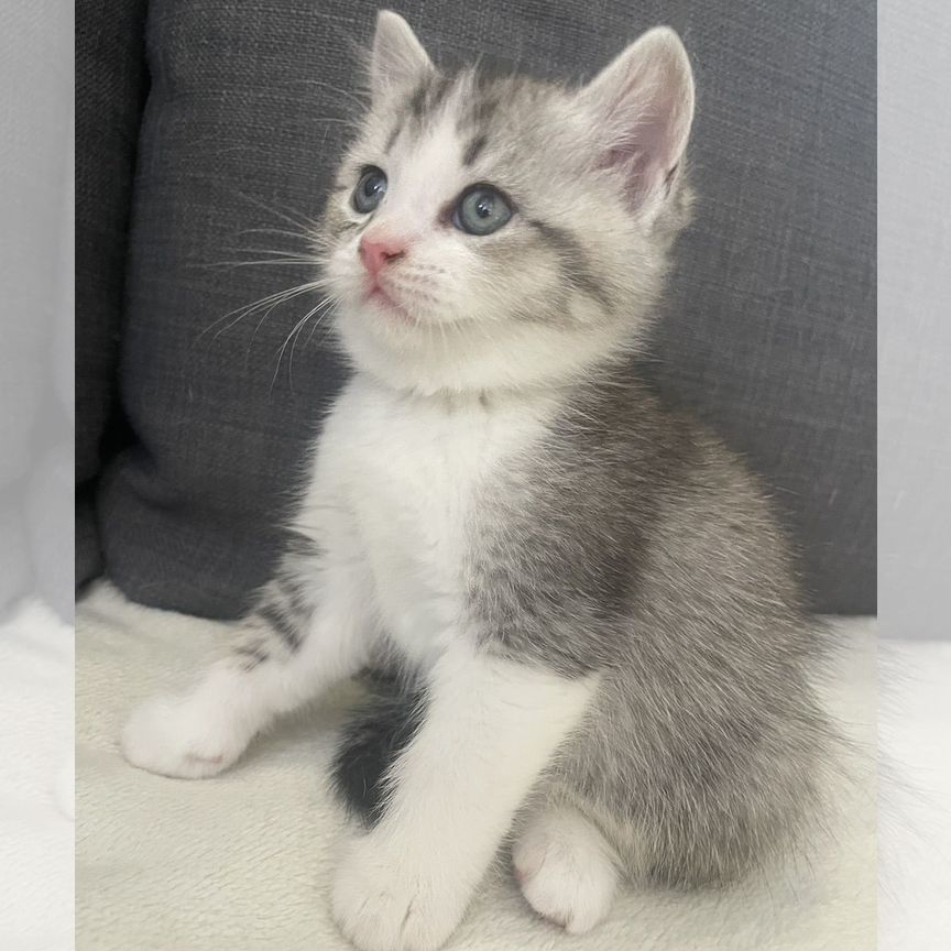 Шотланский котенок