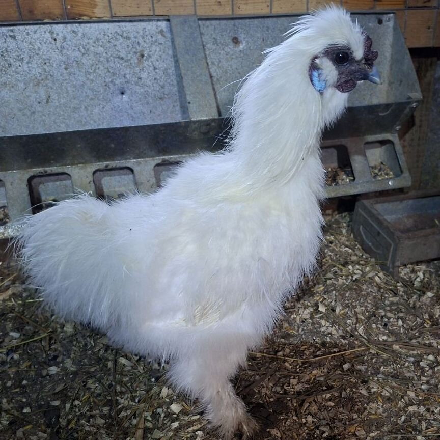 Молодой петушок