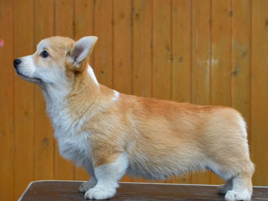 Вельш-корги пемброк мальчик