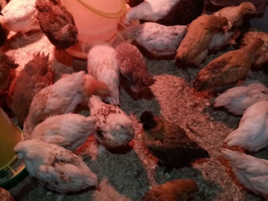 Цыплята 1,5 месяца