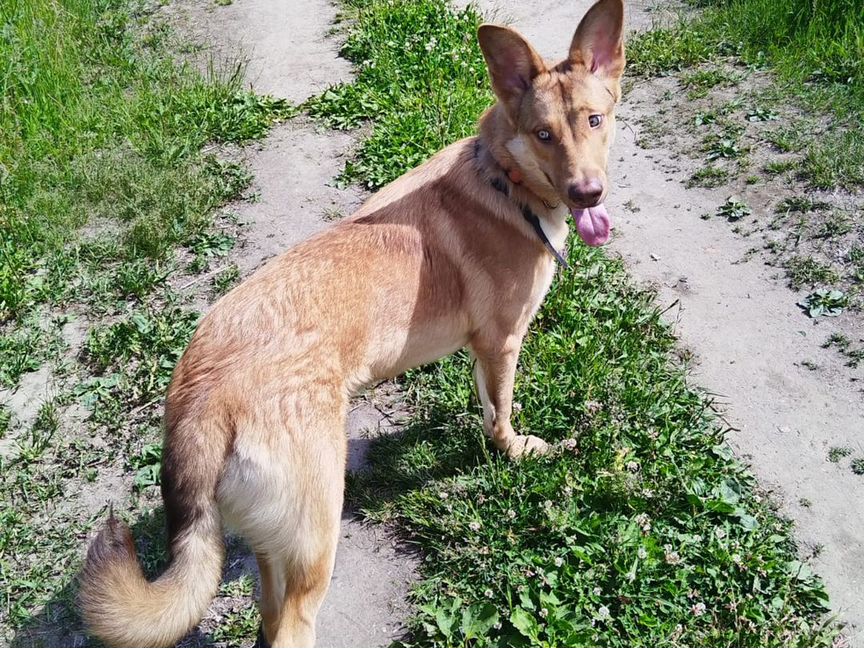 Лео молодой песик 9 мес