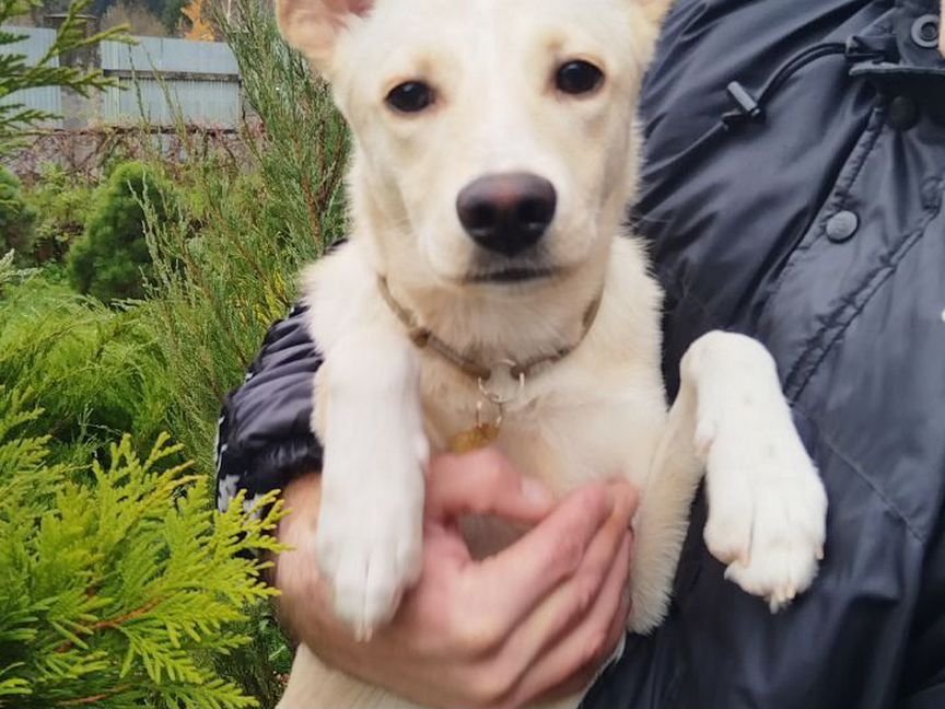 Ищет дом маленькая собачка