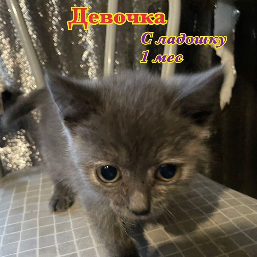Котёнок