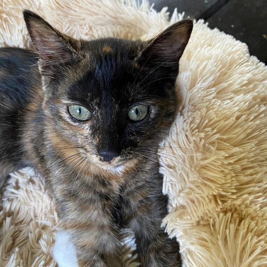 Котенок черепахового окраса. Серафима