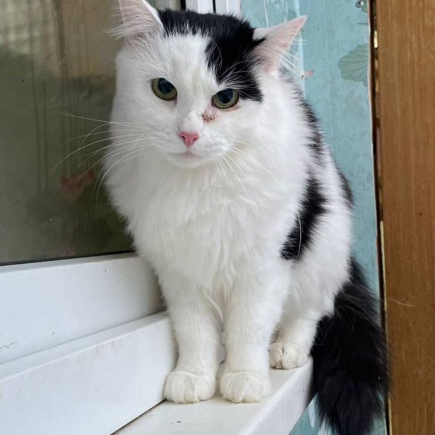 Взрослый кот в добрые руки