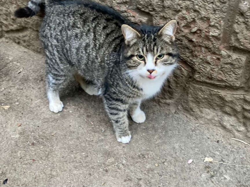 Котик ищет семью