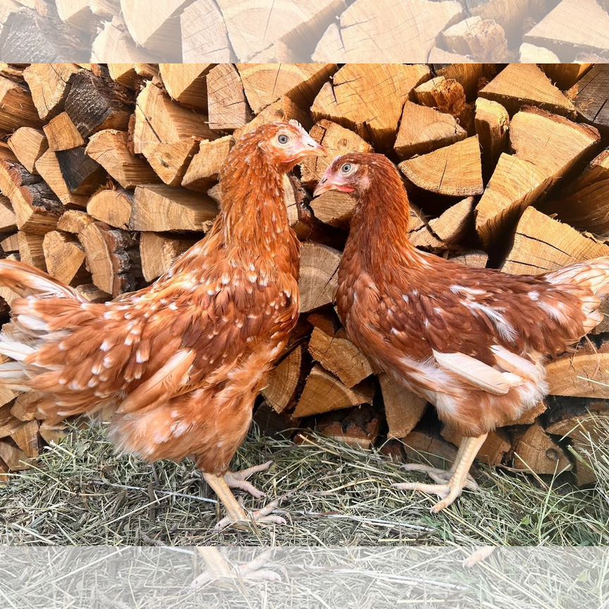 Куры несушки