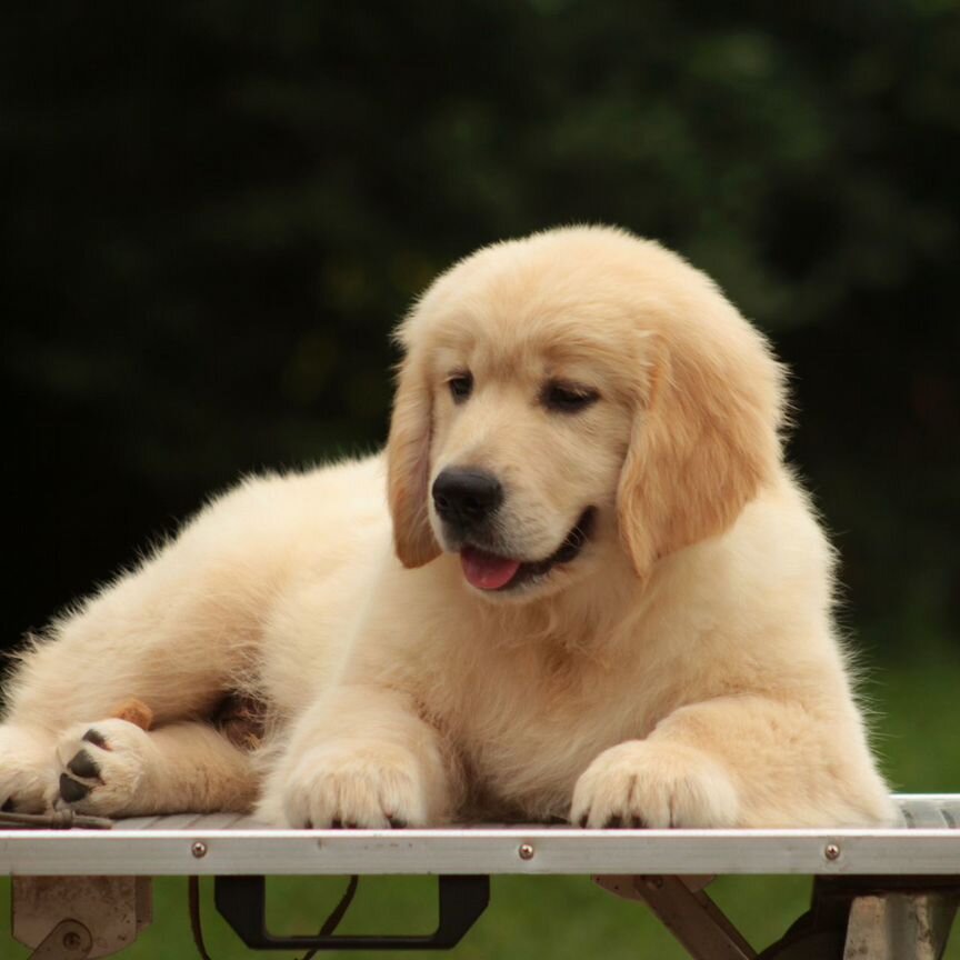 Щенки голден ретривера