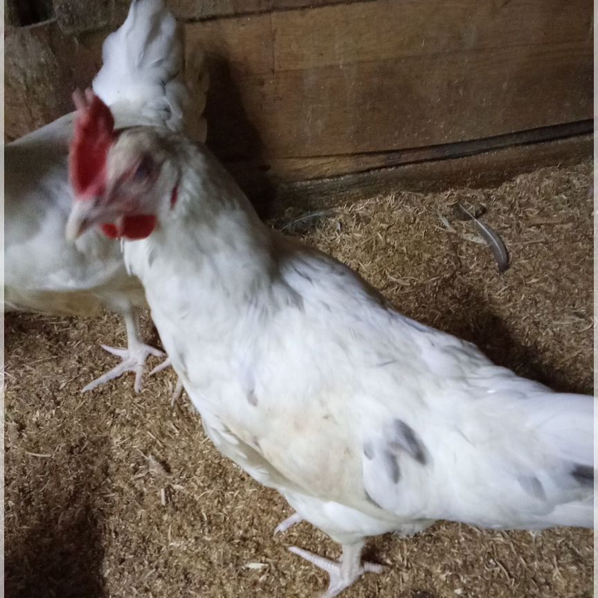 Продам петушков
