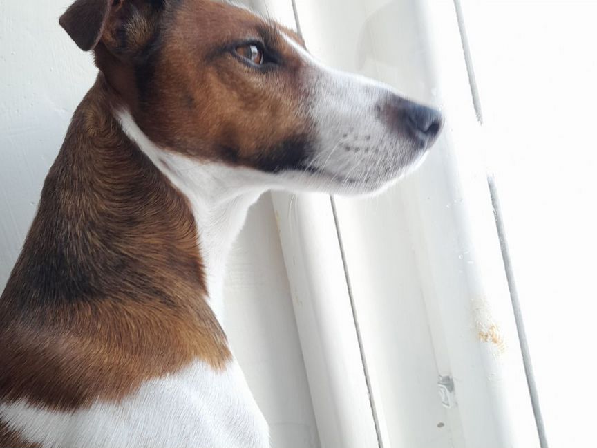 Фокстерьер гладкошерстный вязка