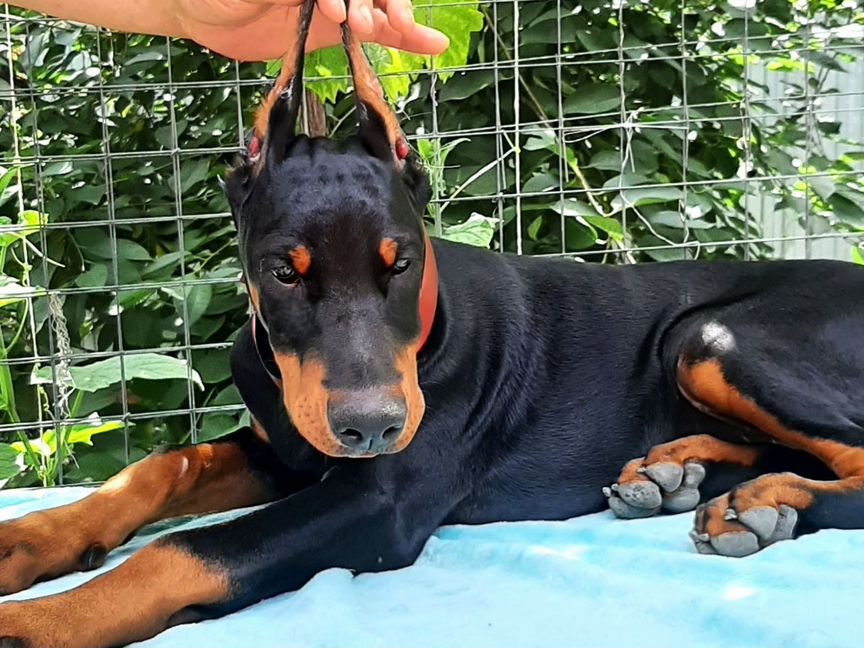 Щенки добермана