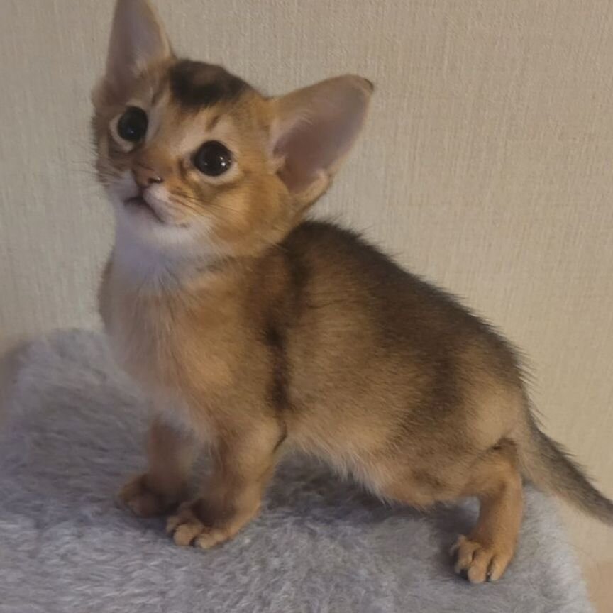 Абиссинские котята