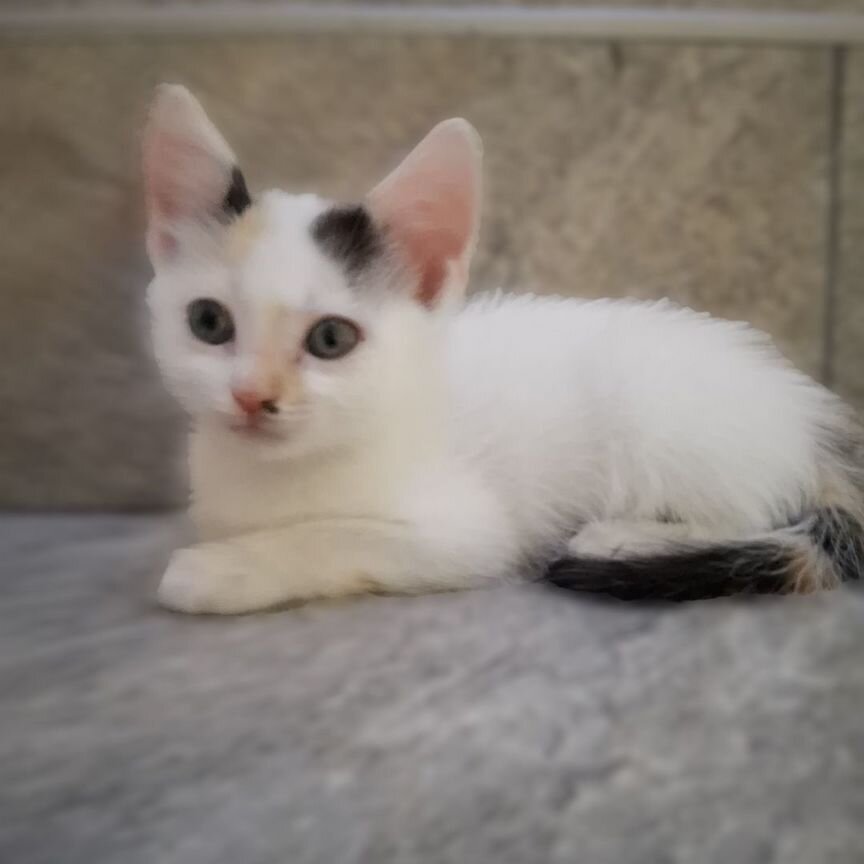 Котята в добрые руки бесплатно