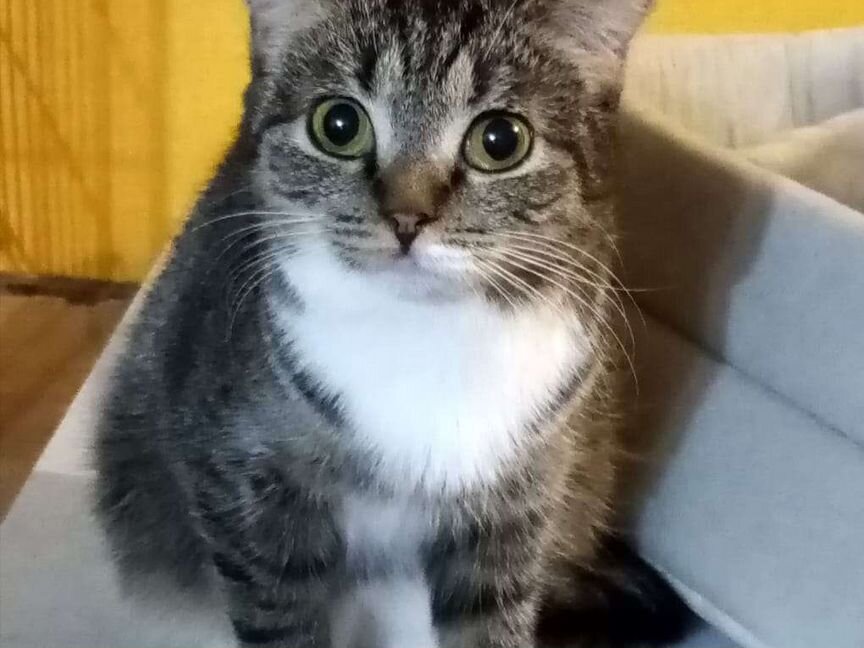 Кошака бояка полубританка