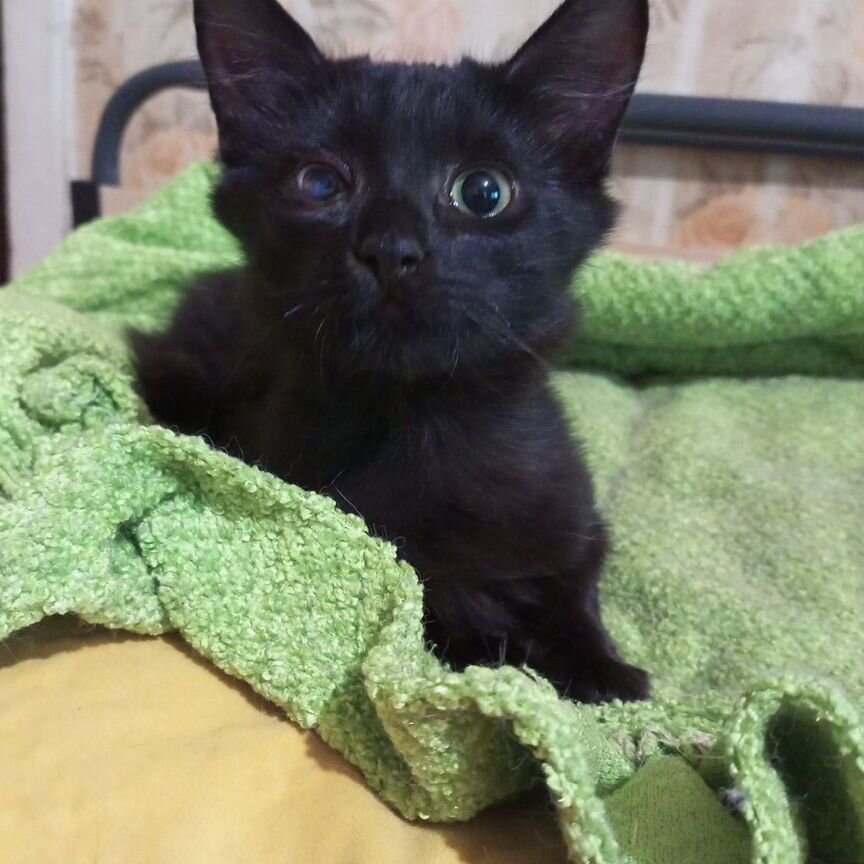 Черный котенок Стиви