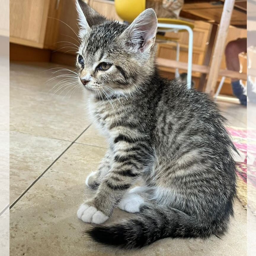 Котенок в добрые руки