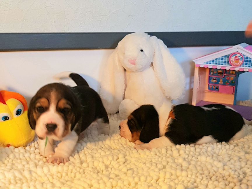 Щенки бигль