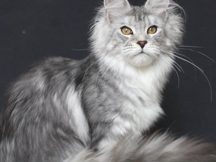 Красота девица