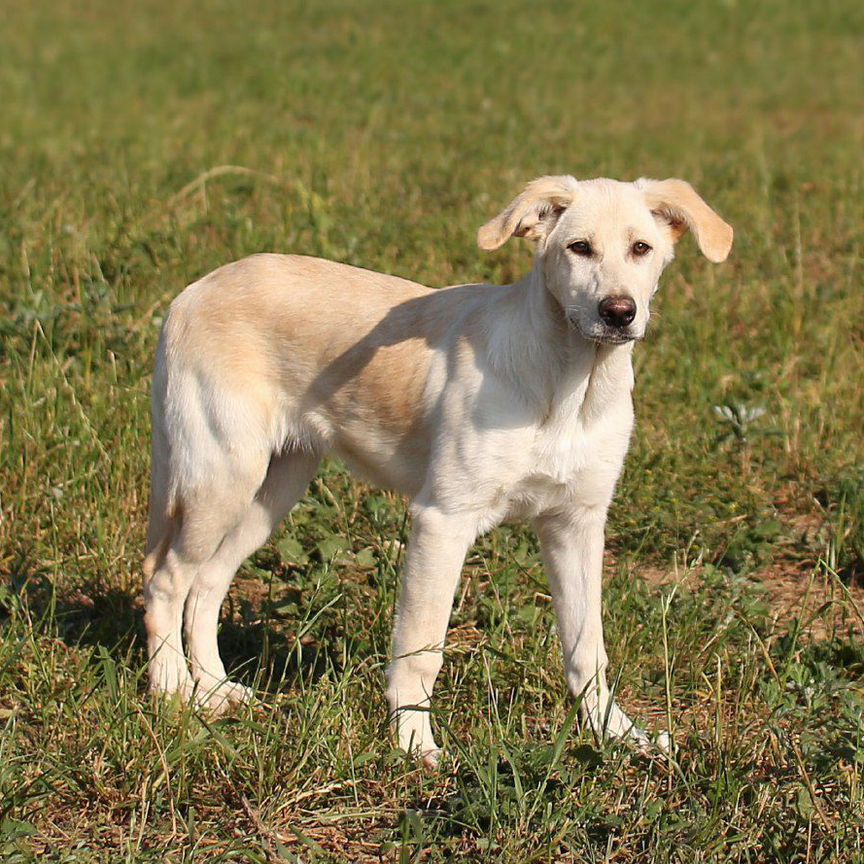 Щенок в добрые руки