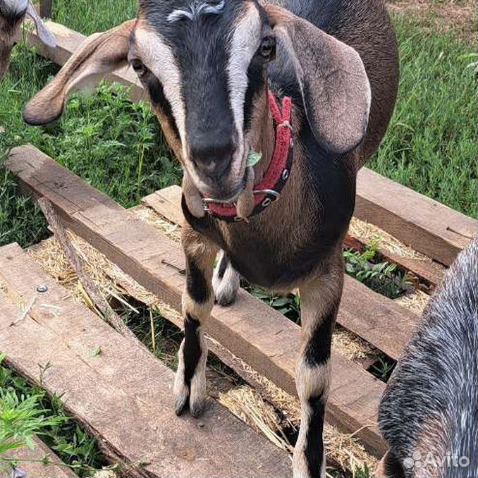 Продам Нубийскую Козочку