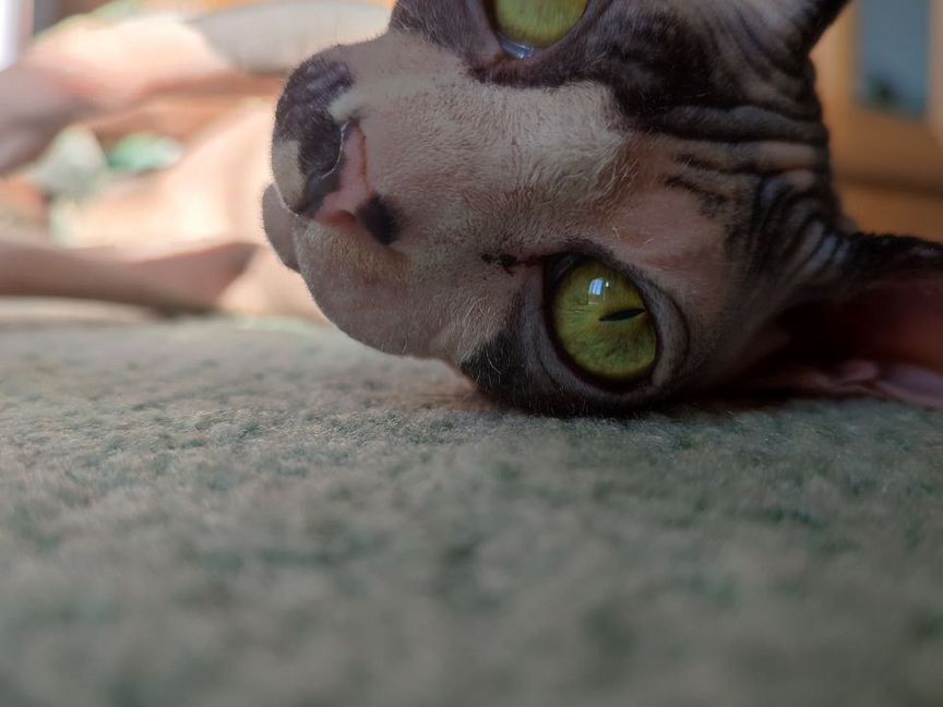 Отдам канадского сфинкса