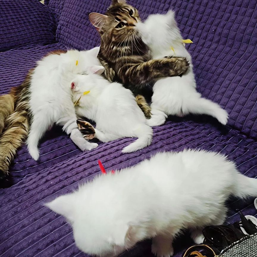 Мейн-кун котёнок