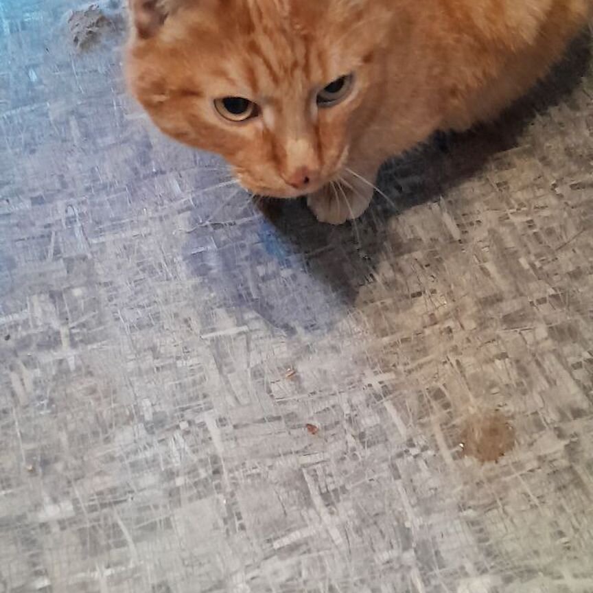 Взрослый кот в добрые руки