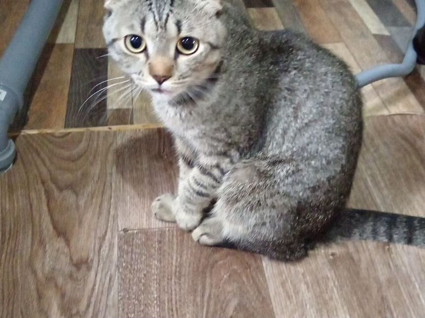 Продам котят шотландский вислоухие